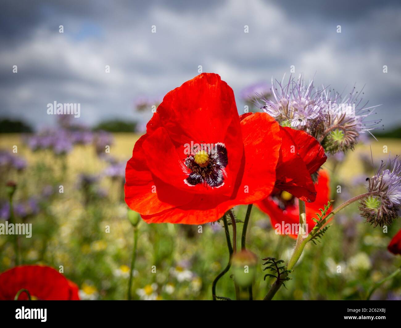 a close-up of a glowing red poppy Stock Photo - Alamy