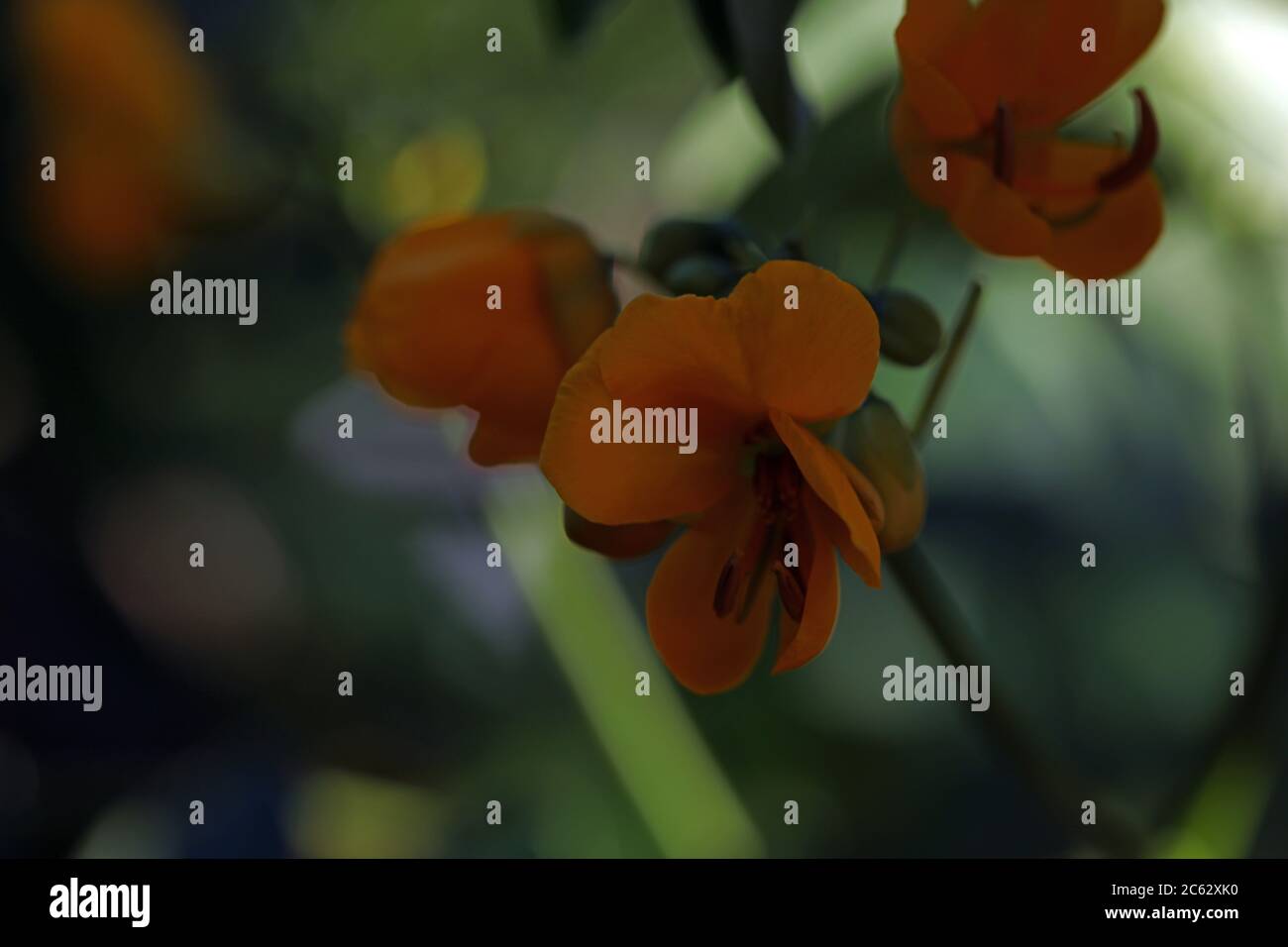 Cassia trees leaf hi-res stock photography and images - Alamy