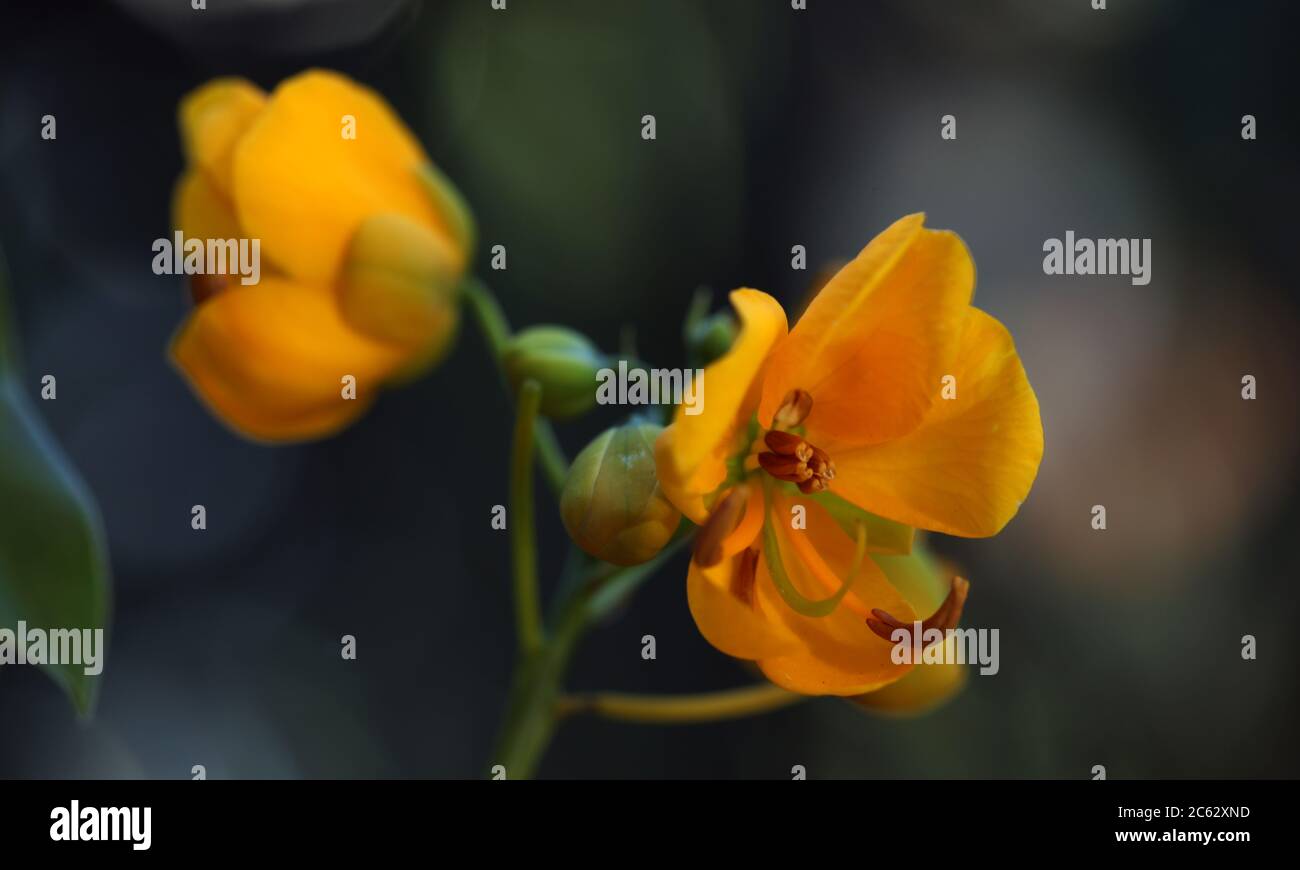 Cassia trees leaf hi-res stock photography and images - Alamy