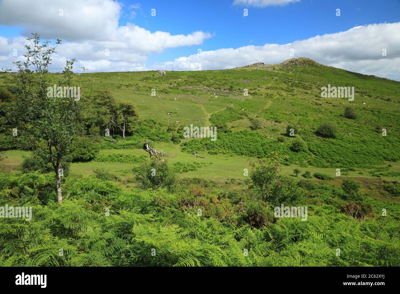 Sharp tor, Dartmoor, Devon, England, UK Stock Photo - Alamy
