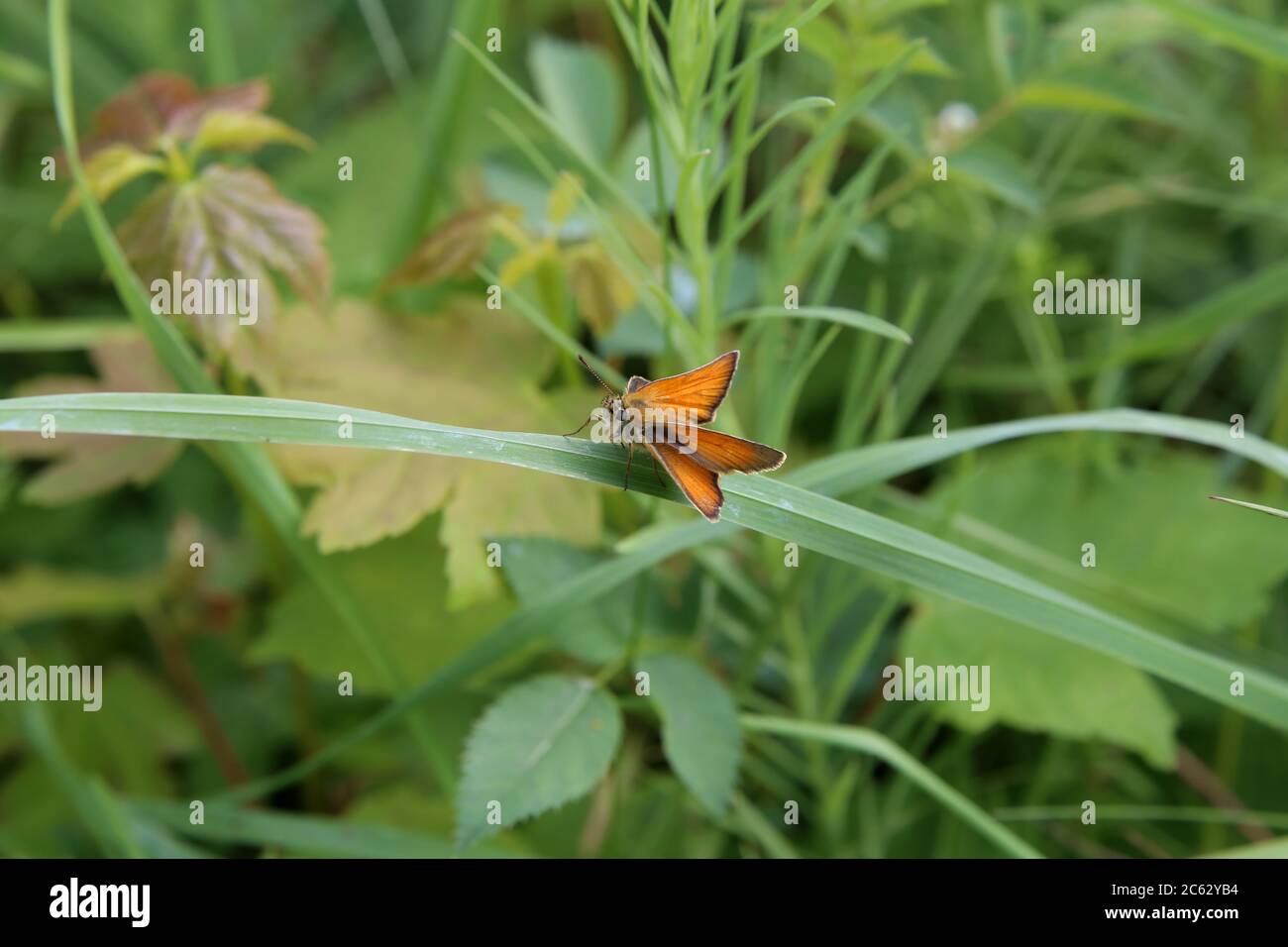 Himalayan butterfly hi-res stock photography and images - Alamy