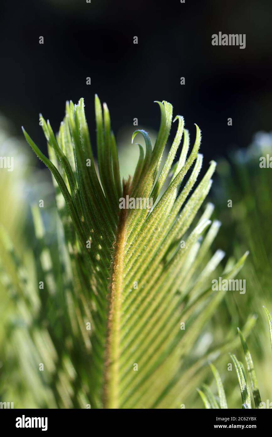 Cycadales hi-res stock photography and images - Alamy