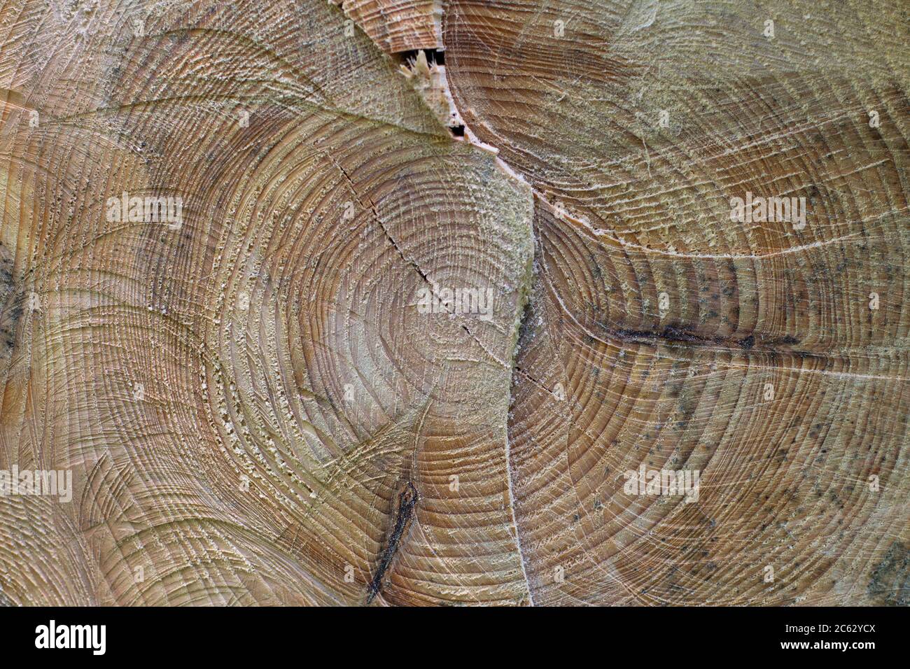 Section Section Of Wood