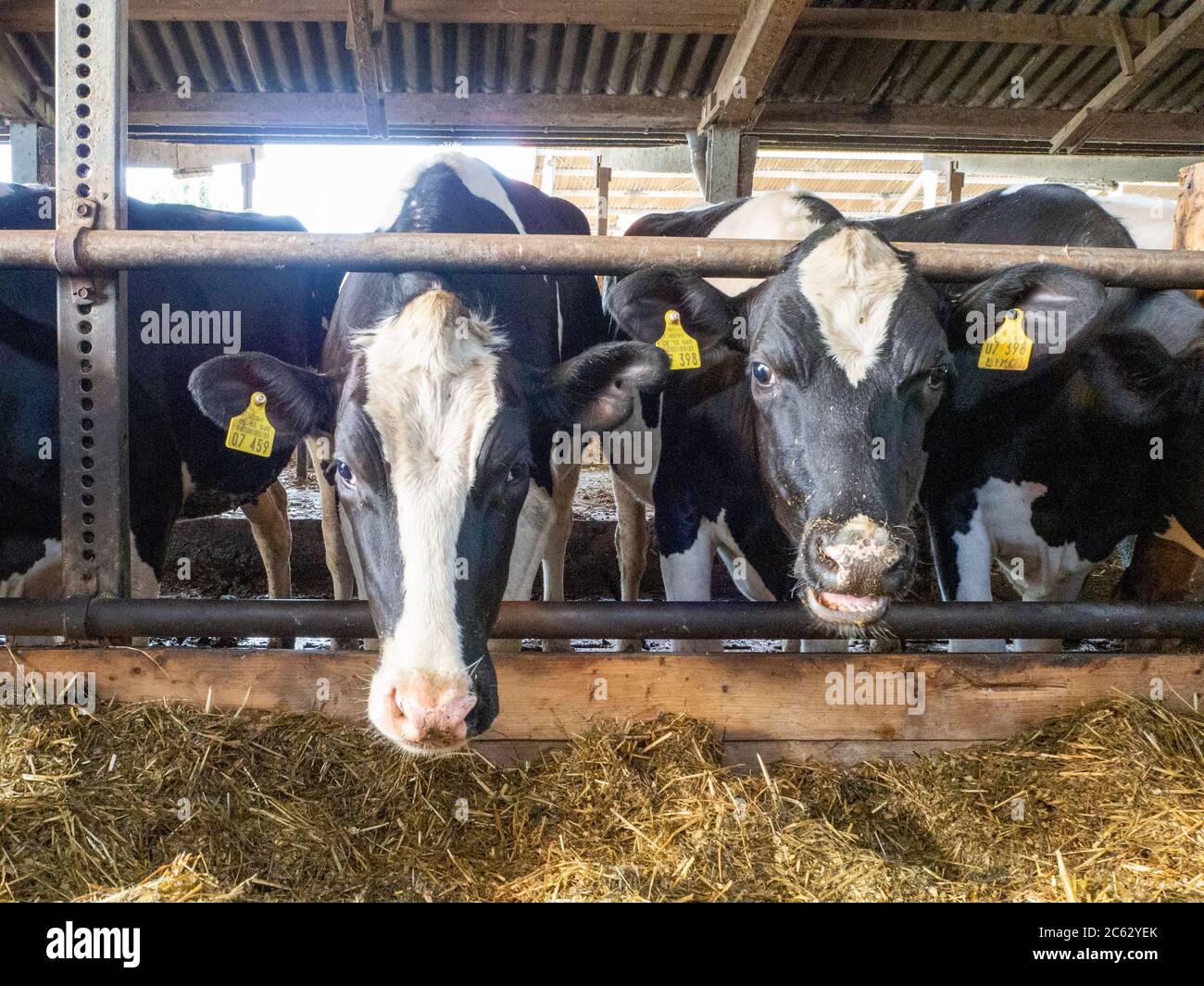 In cowshed many cows eat hi-res stock photography and images - Alamy
