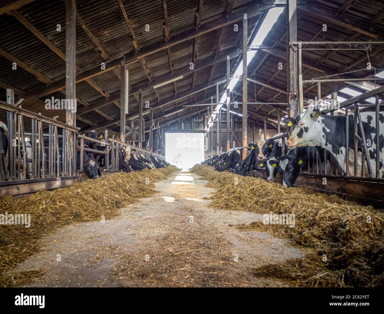 In cowshed many cows eat hi-res stock photography and images - Alamy