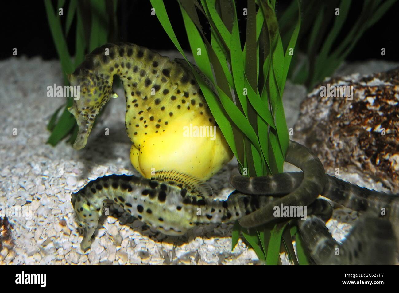 Pregnant male seahorse Stock Photo - Alamy
