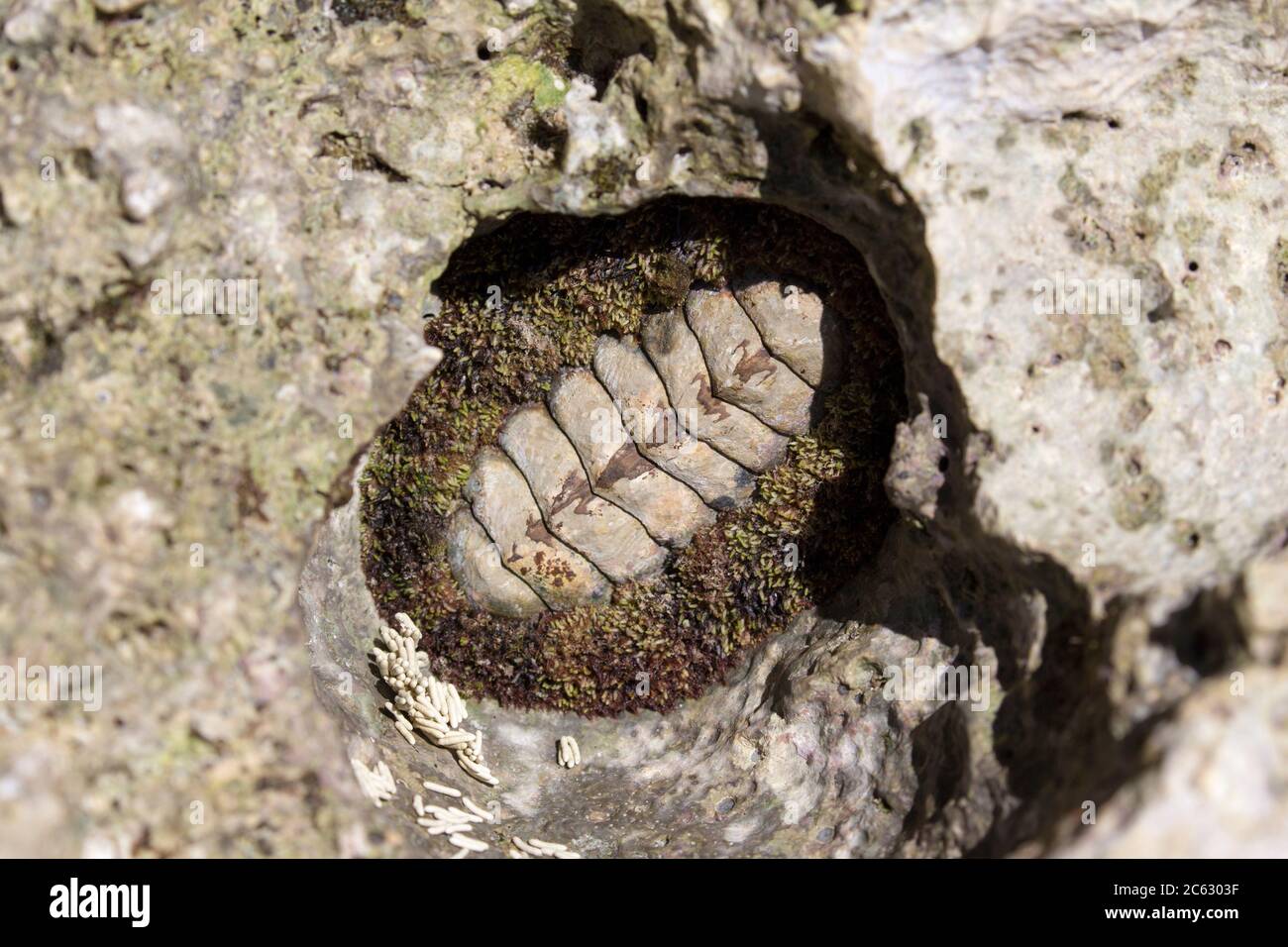 Chiton shells hi-res stock photography and images - Alamy