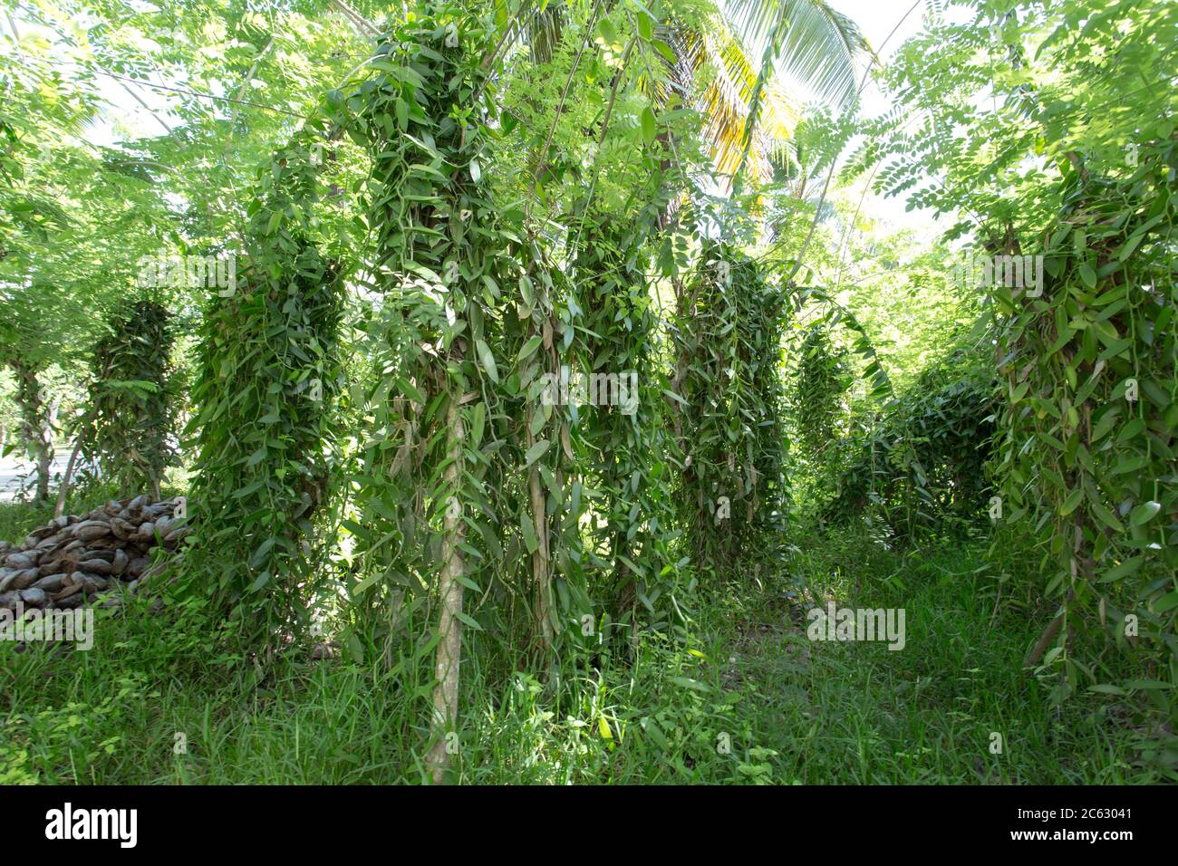 Vanilla Plantation High Resolution Stock Photography and Images - Alamy