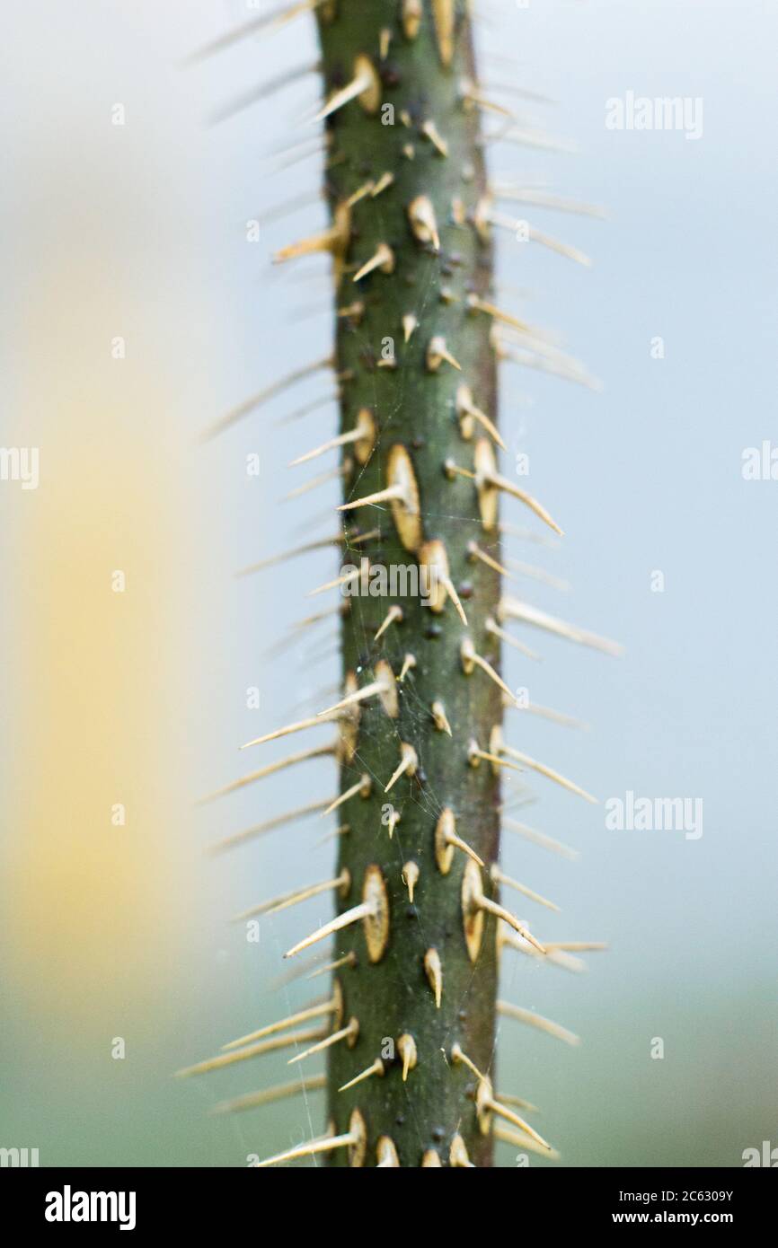 Green vertical branch with sharp needles Stock Photo - Alamy