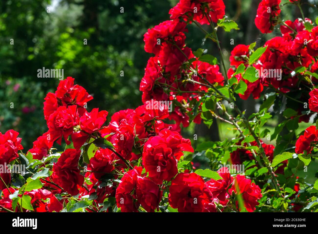 Red climbing rose garden Stock Photo - Alamy
