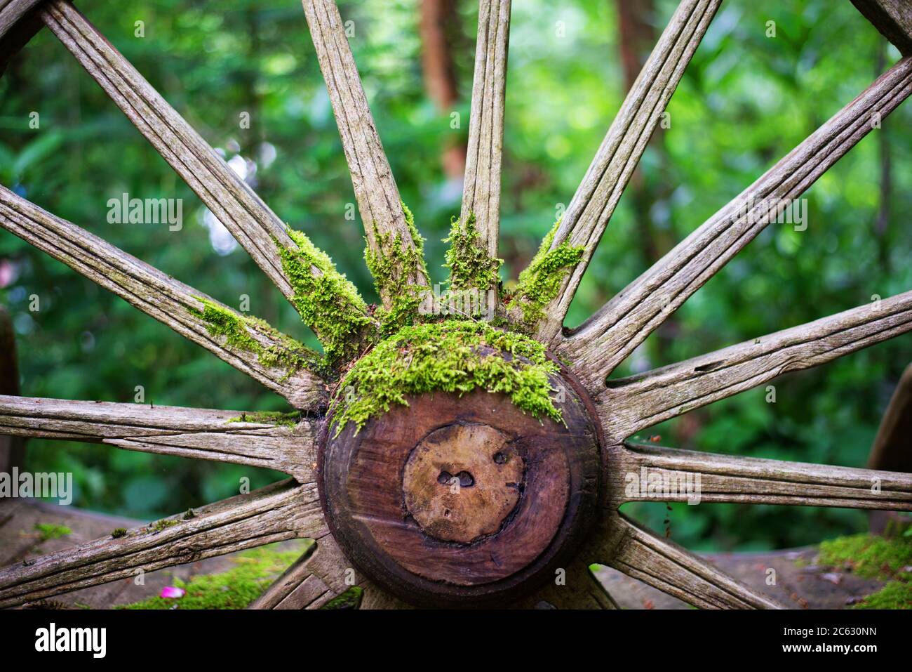 Old thorn tree hi-res stock photography and images - Alamy