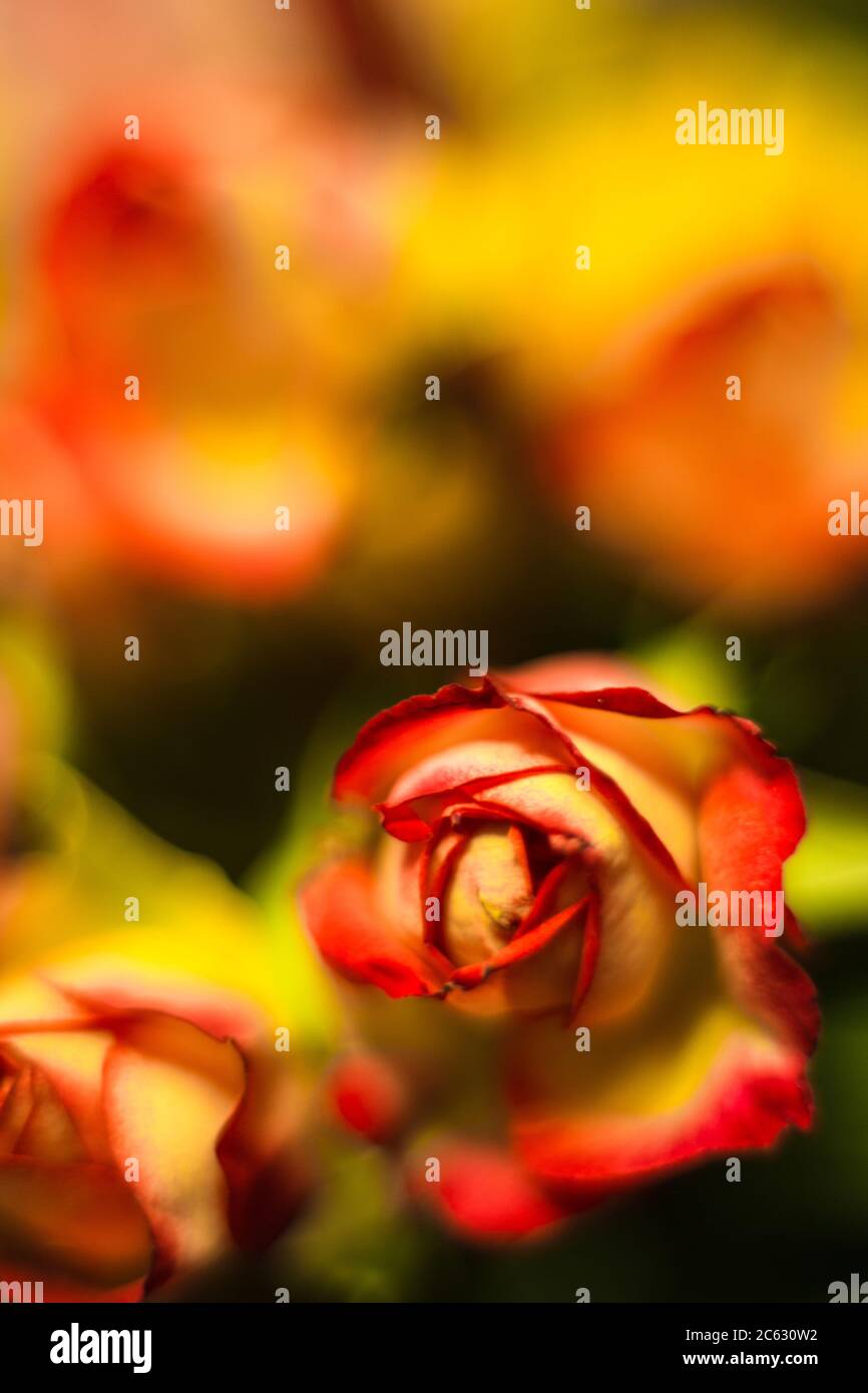 Red rose macro shot Stock Photo - Alamy