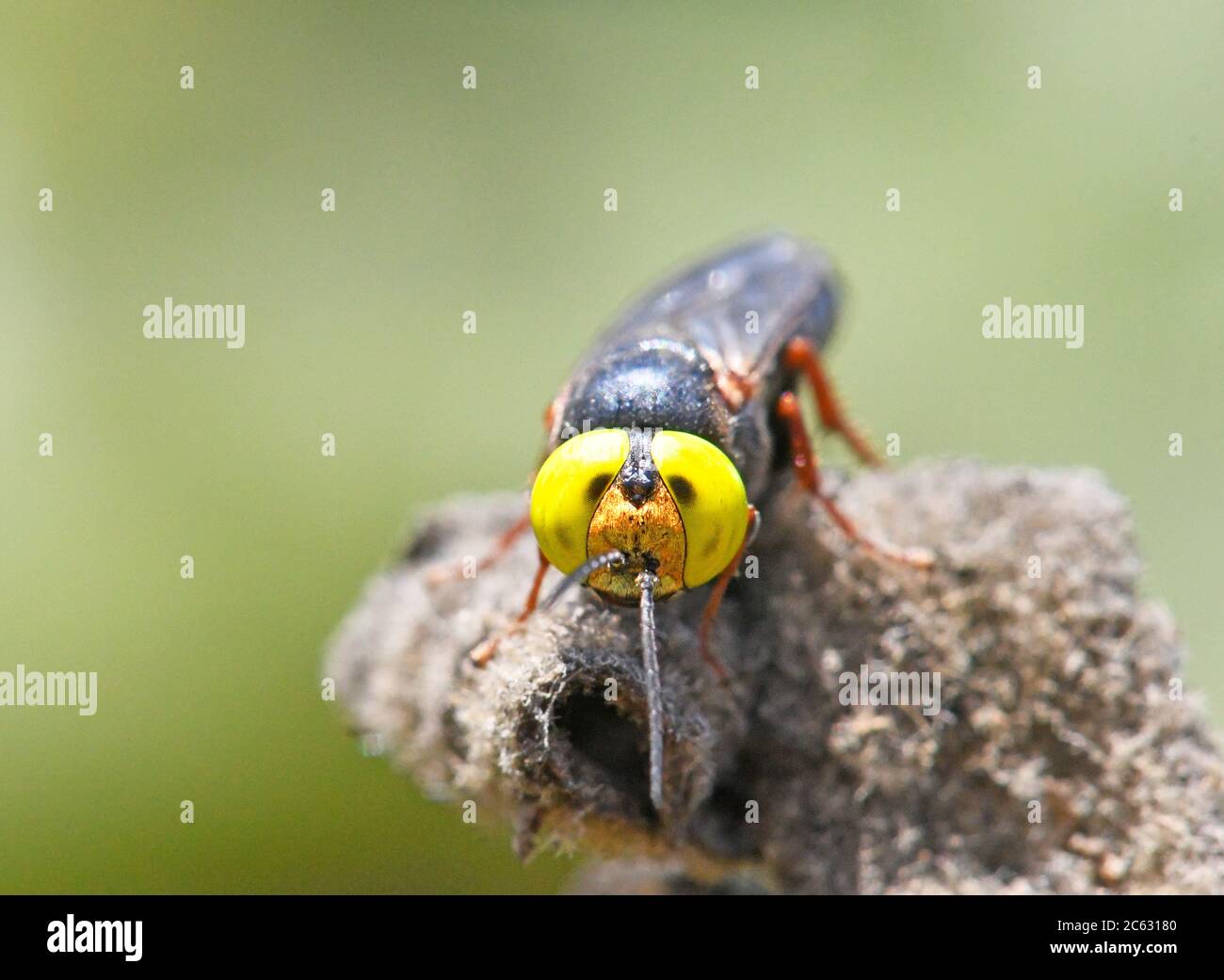 Big black wasp hi-res stock photography and images - Alamy
