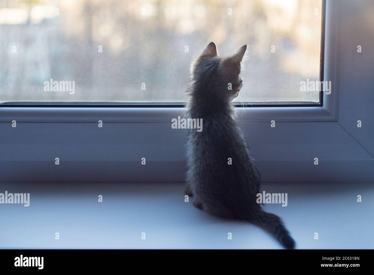 Sad brown kitten sits and looks out the window. Short hair cat on the ...