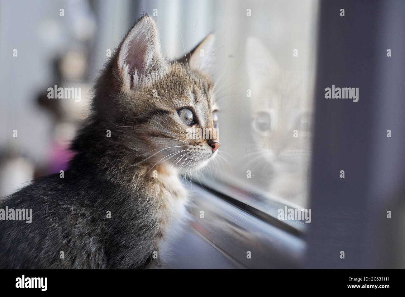 Sad brown kitten sits and looks out the window. Short hair cat on the ...