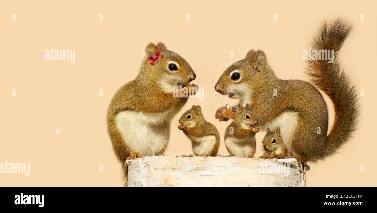 Squirrel family concept background hi-res stock photography and images ...