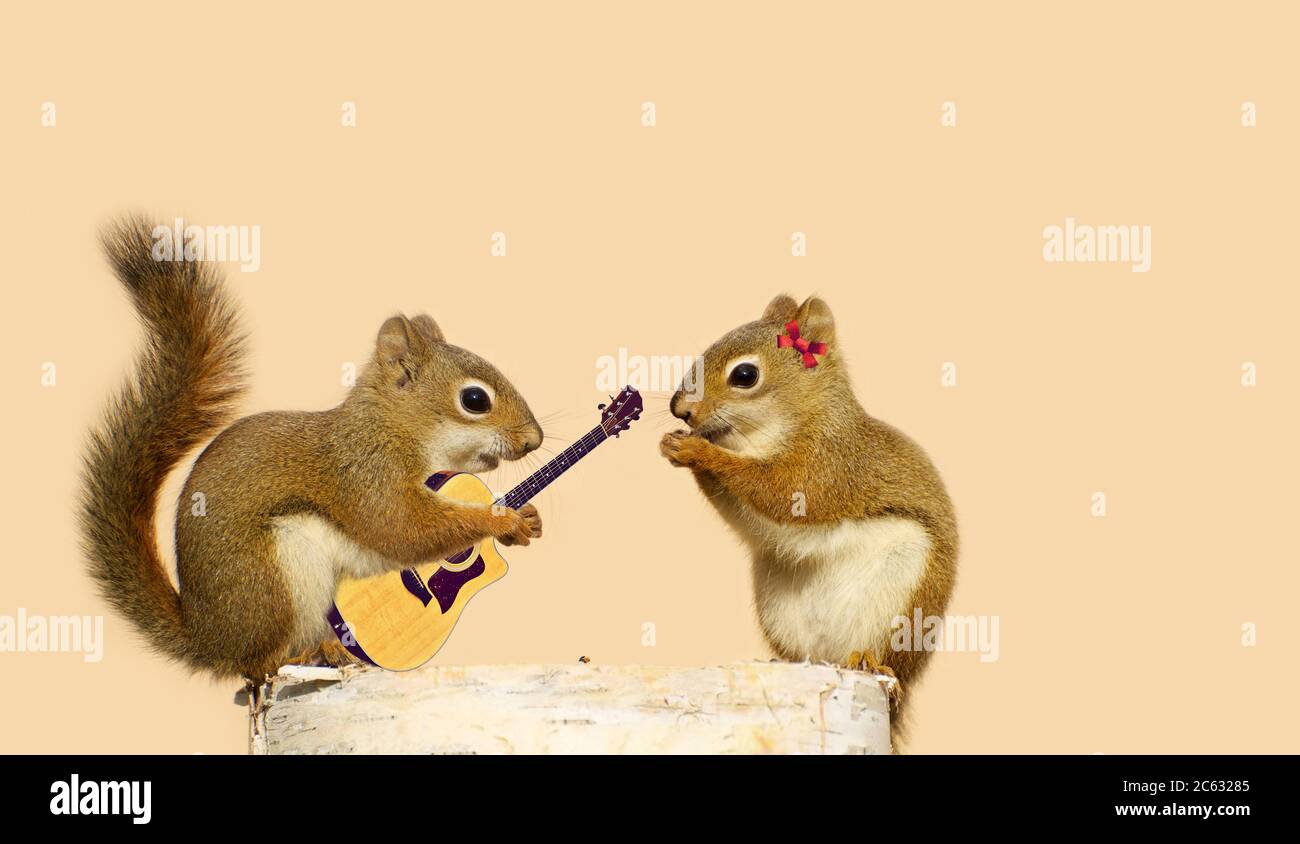Squirrel with guitar hi-res stock photography and images - Alamy