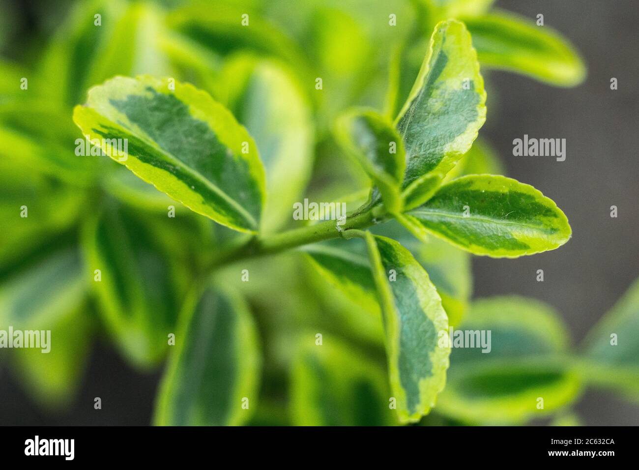 Tree stem sharp needles hi-res stock photography and images - Alamy