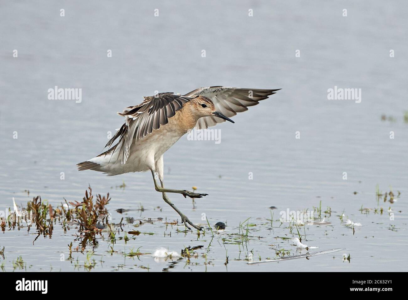Ruff in flight hi-res stock photography and images - Alamy