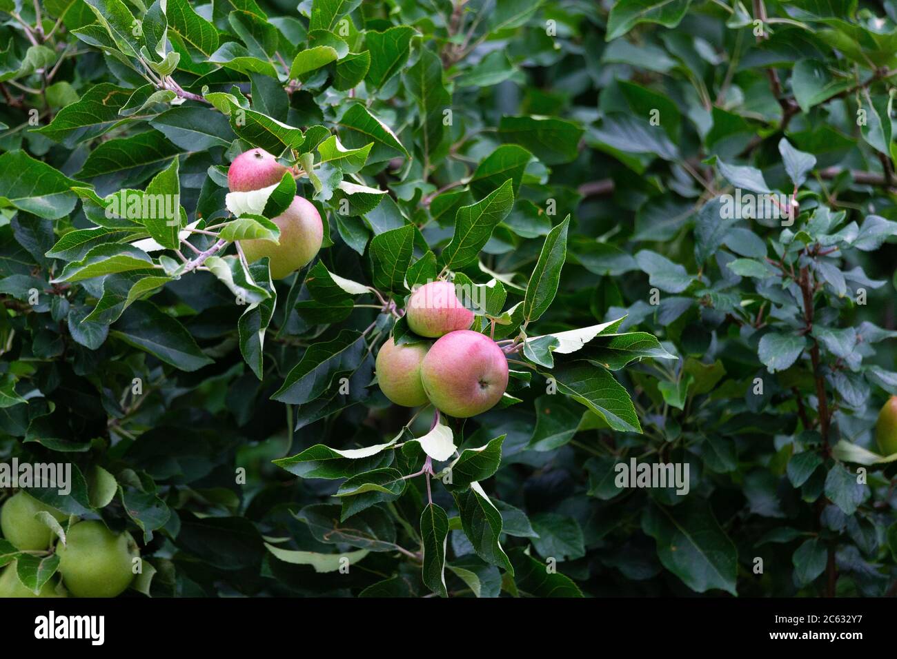 Apples on an Apple Tree in a Kent garden Stock Photo - Alamy