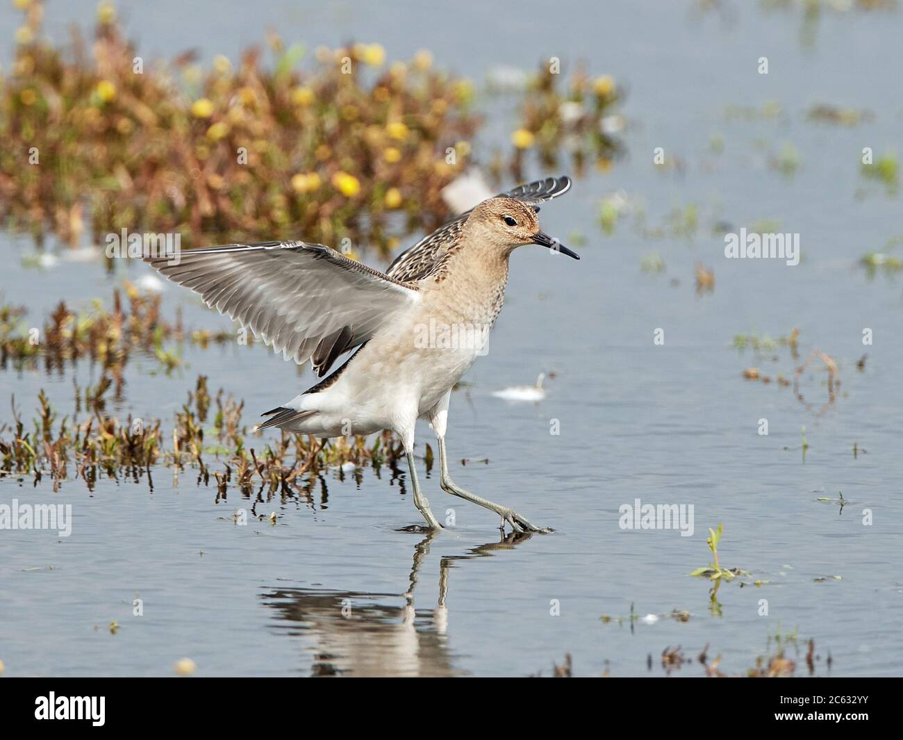 Ruff in flight hi-res stock photography and images - Alamy