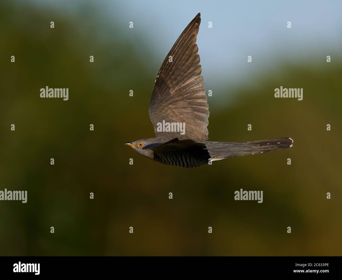 Common cuckoo in flight in its natural enviroment Stock Photo - Alamy