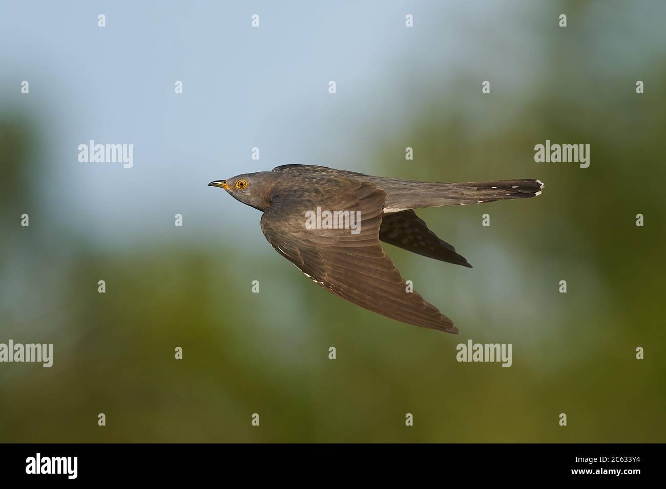 Common cuckoo in flight in its natural enviroment Stock Photo - Alamy
