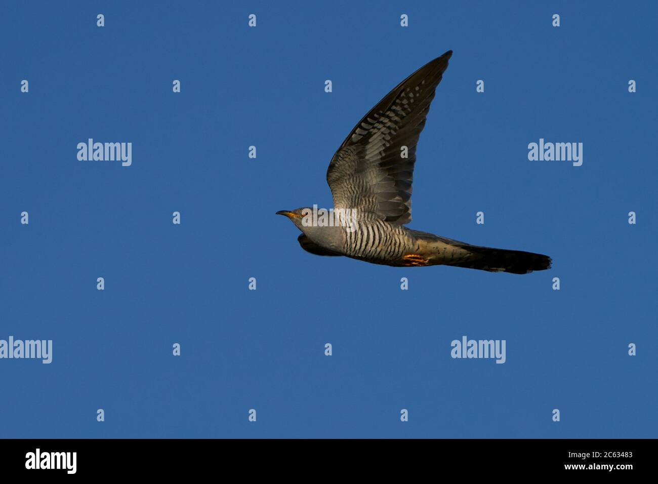 Common cuckoo in flight in its natural enviroment Stock Photo - Alamy