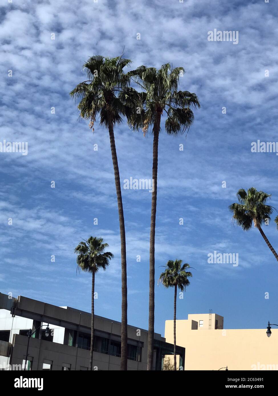 Urban palm trees hi-res stock photography and images - Alamy