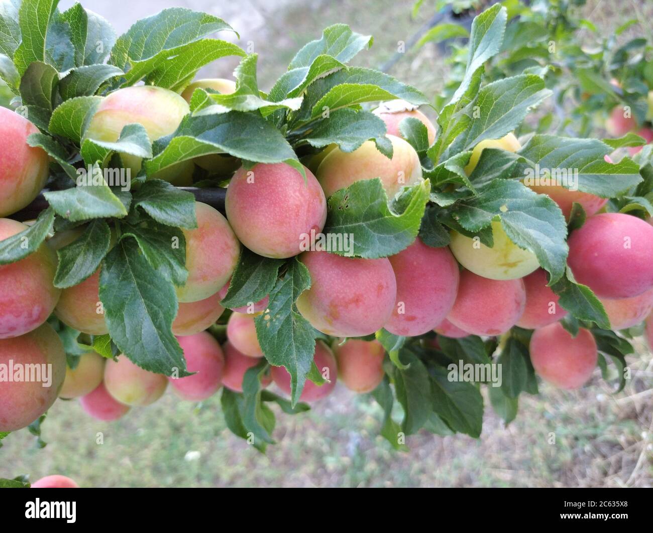 red plum fruit of plums on a tree branch Stock Photo - Alamy