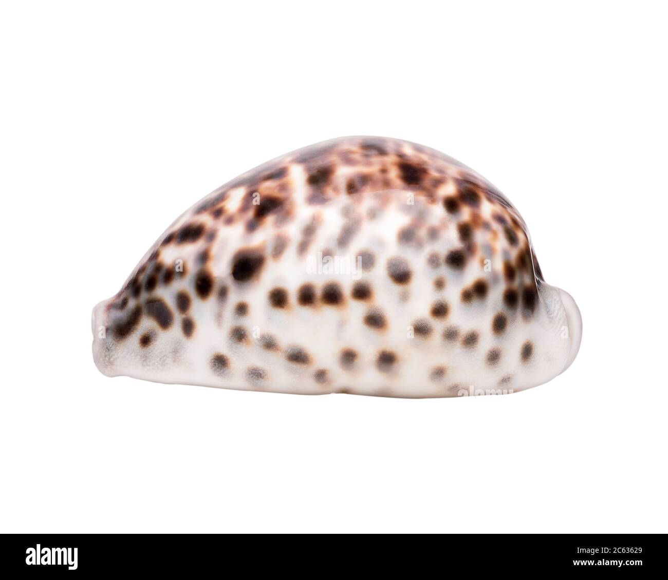 White Cowry High Resolution Stock Photography and Images - Alamy