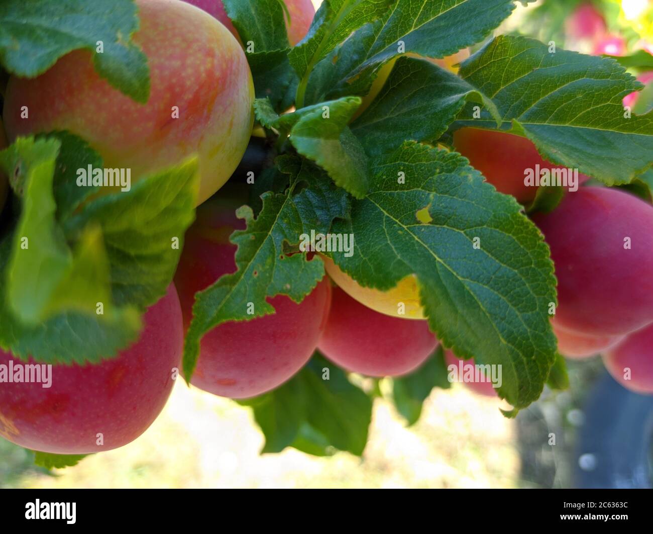 red plum fruit of plums on a tree branch Stock Photo - Alamy