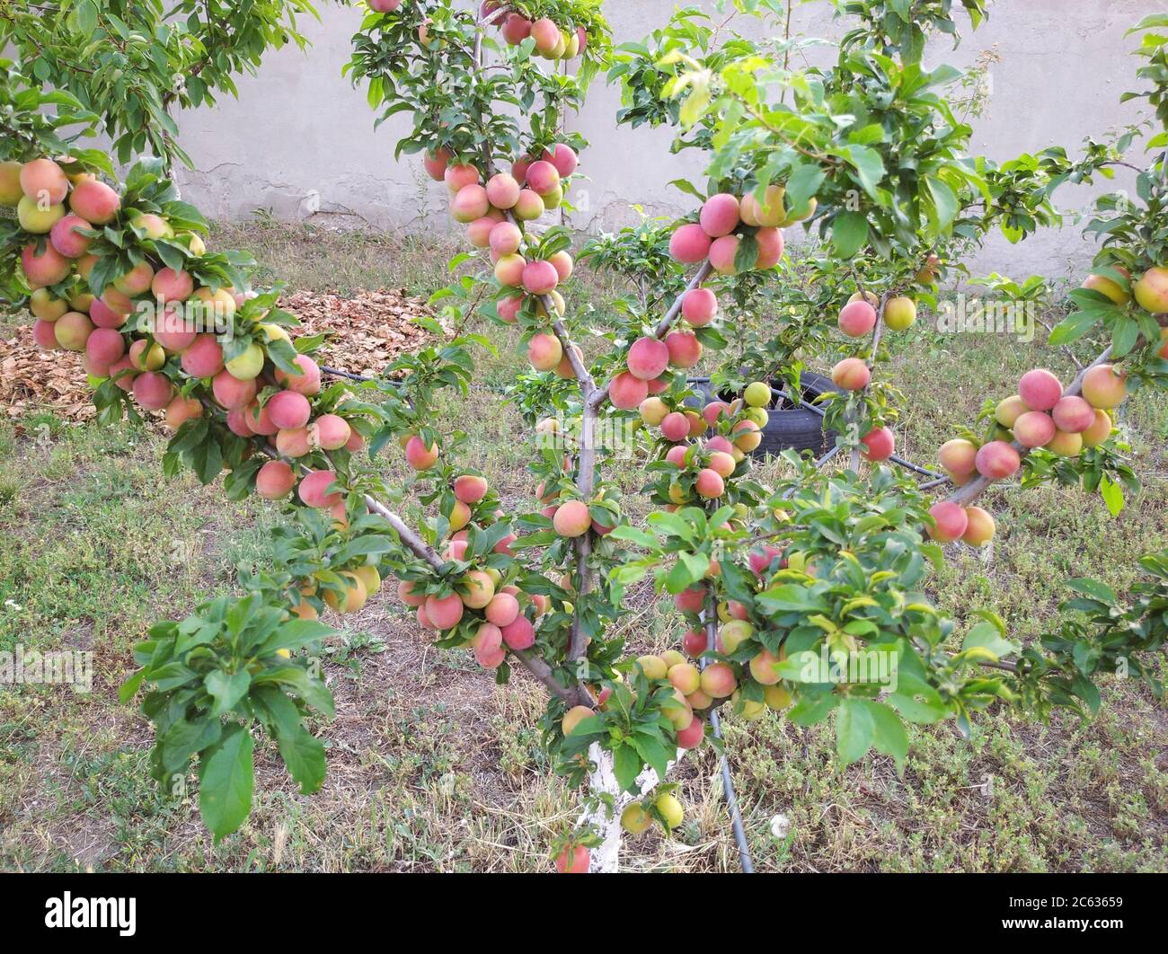 red plum fruit of plums on a tree branch Stock Photo - Alamy