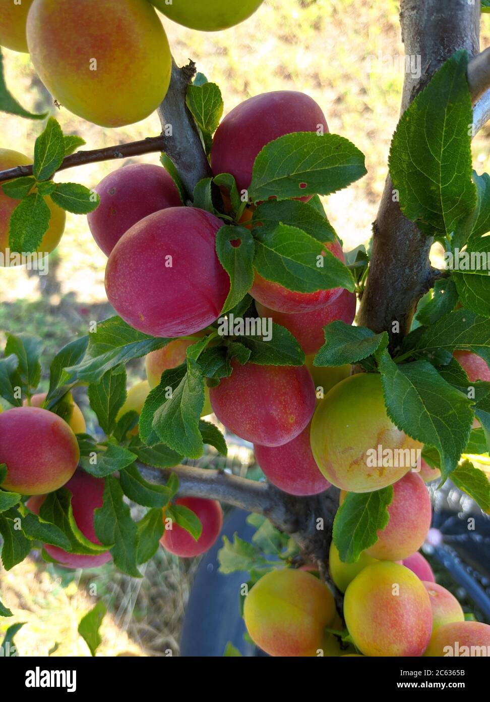 red plum fruit of plums on a tree branch Stock Photo - Alamy
