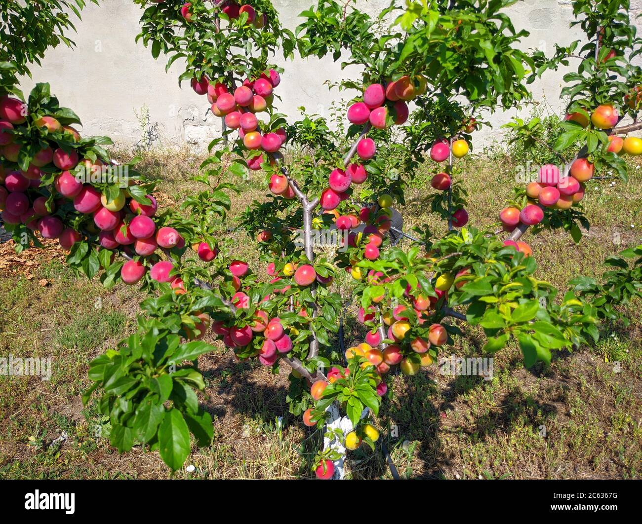 red plum fruit of plums on a tree branch Stock Photo - Alamy
