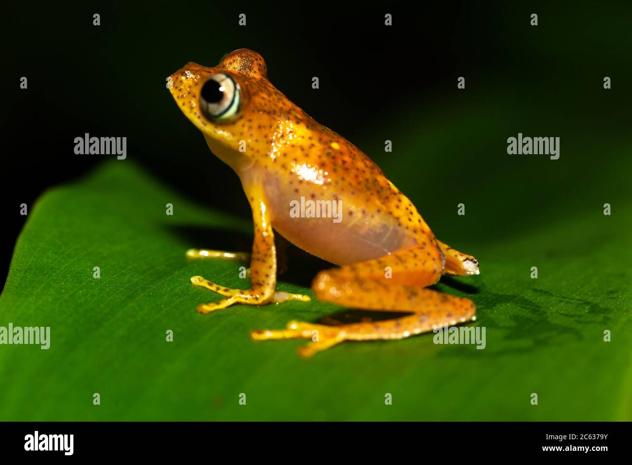 Madagascar primary rainforest hi-res stock photography and images - Alamy