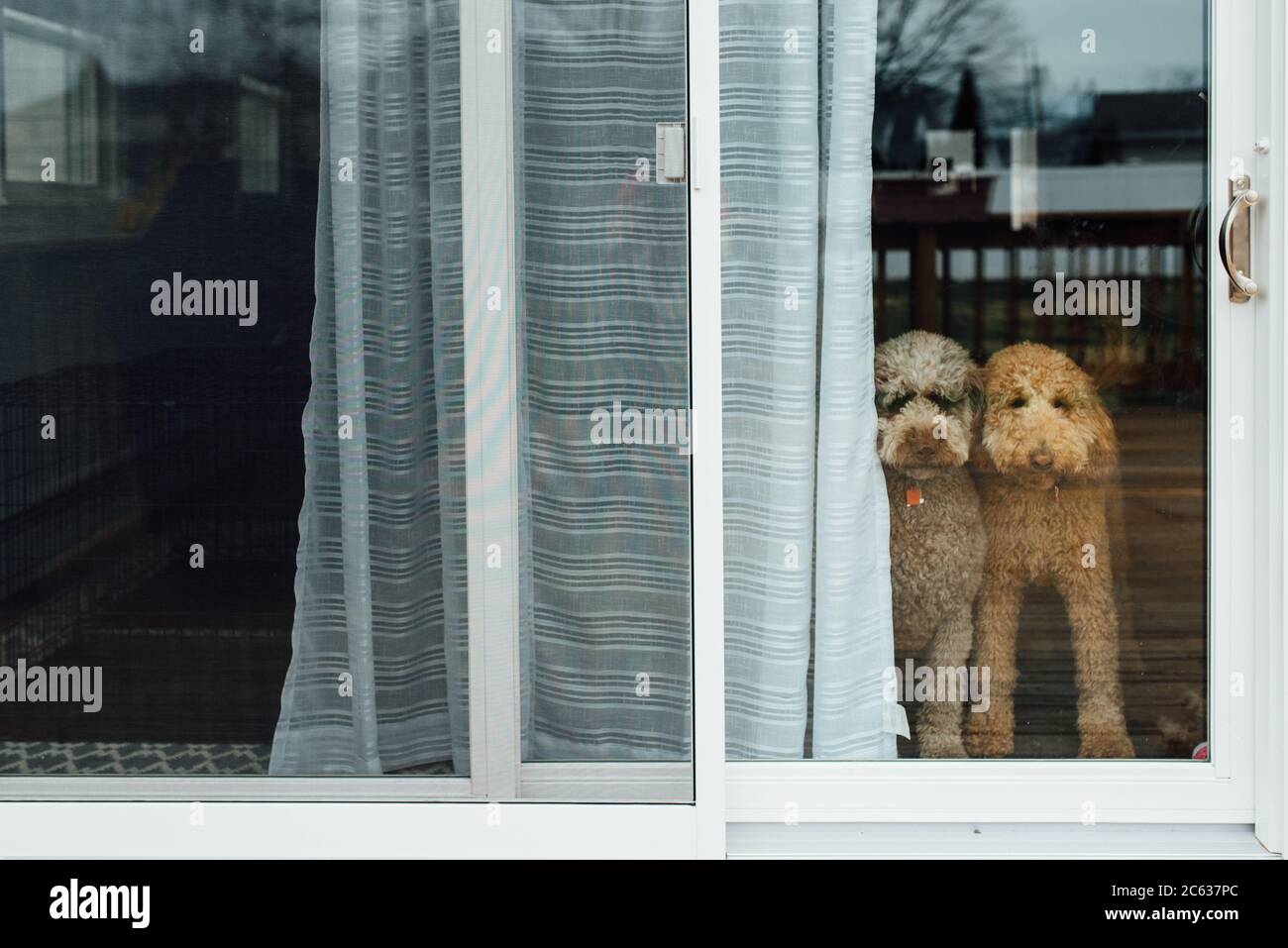 Goldendoodles hi-res stock photography and images - Alamy