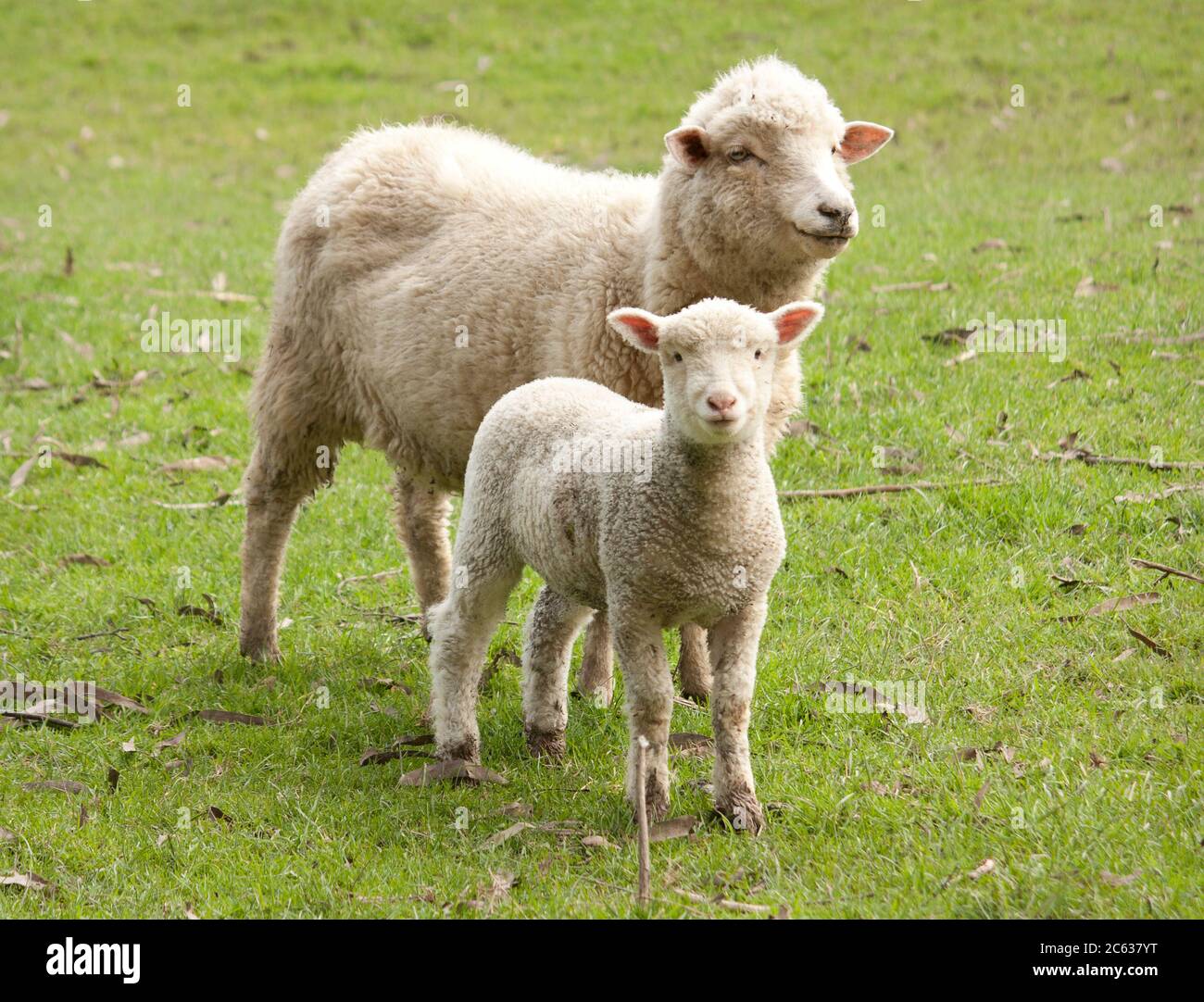 New zealand farm hi-res stock photography and images - Alamy