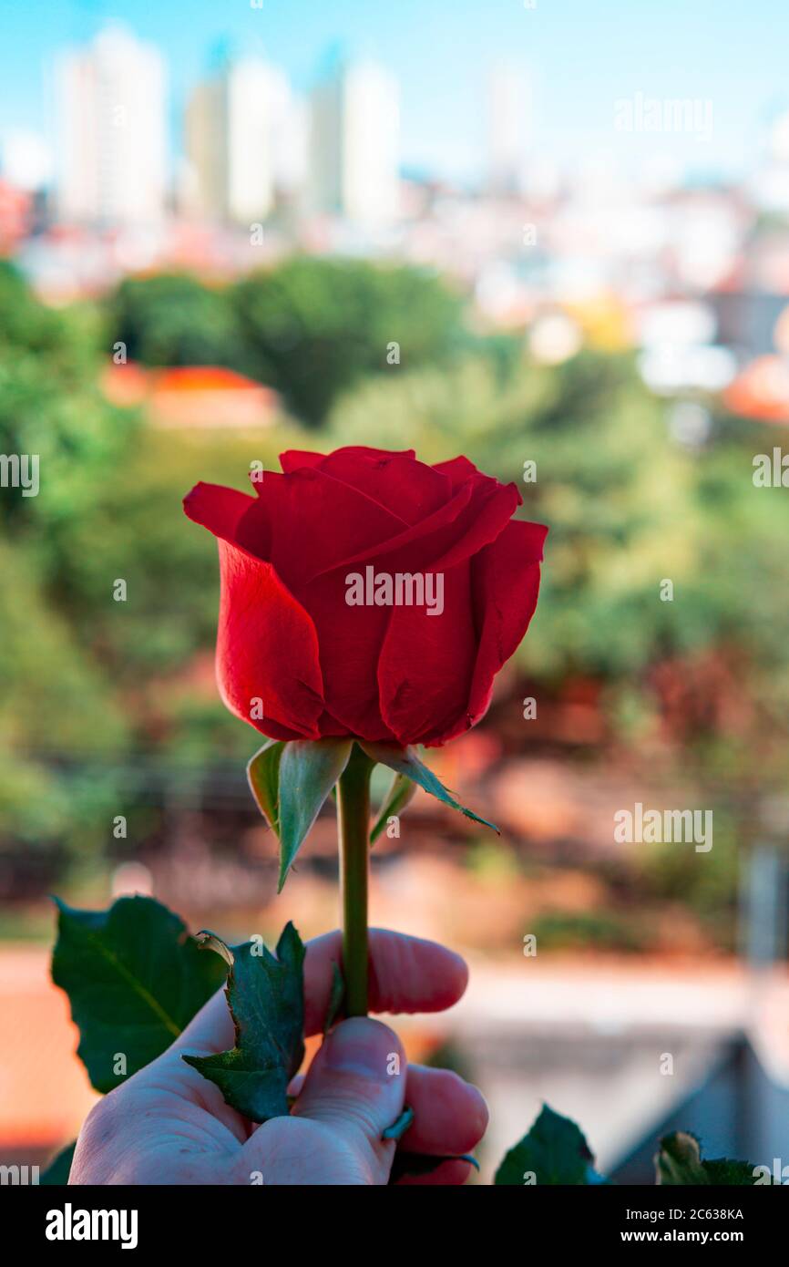 Perfect red rose bud hi-res stock photography and images - Alamy