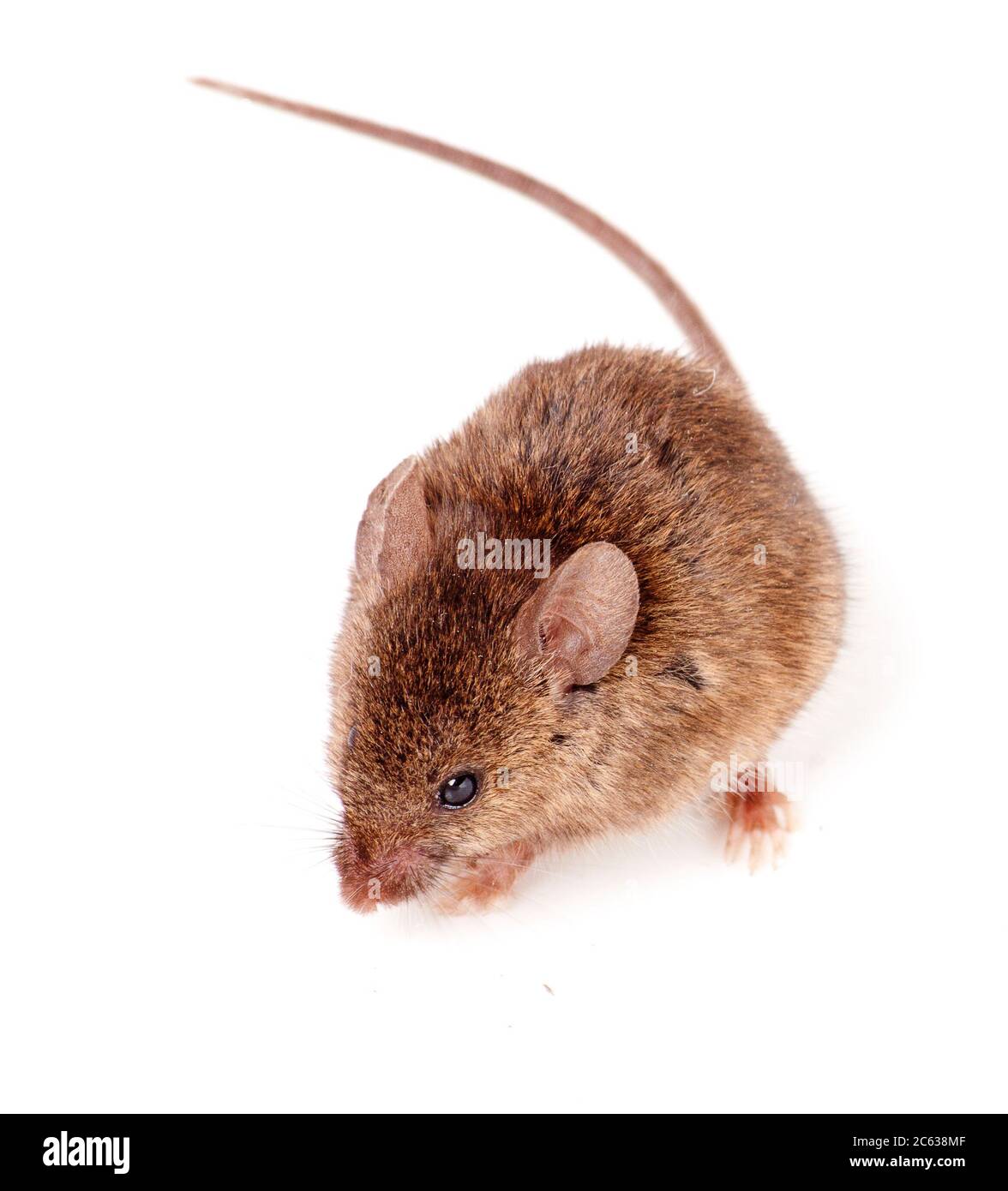 Brown mouse hi-res stock photography and images - Alamy