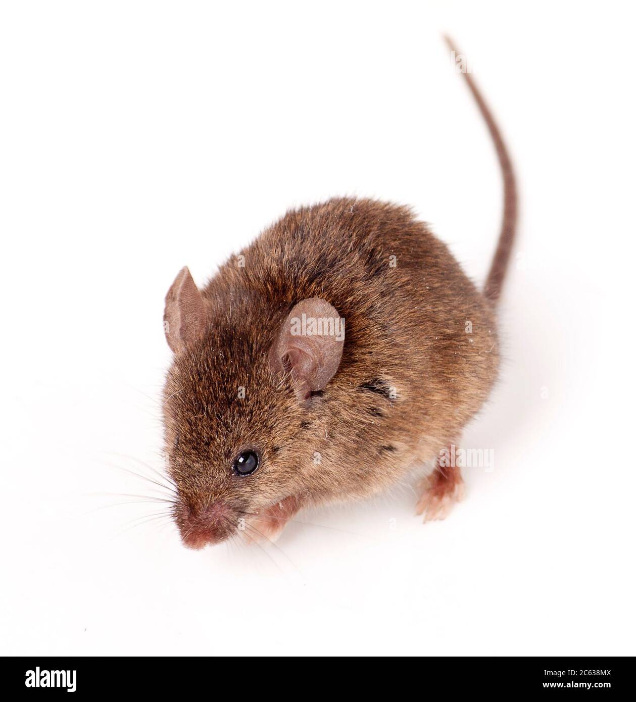 Brown mouse hi-res stock photography and images - Alamy