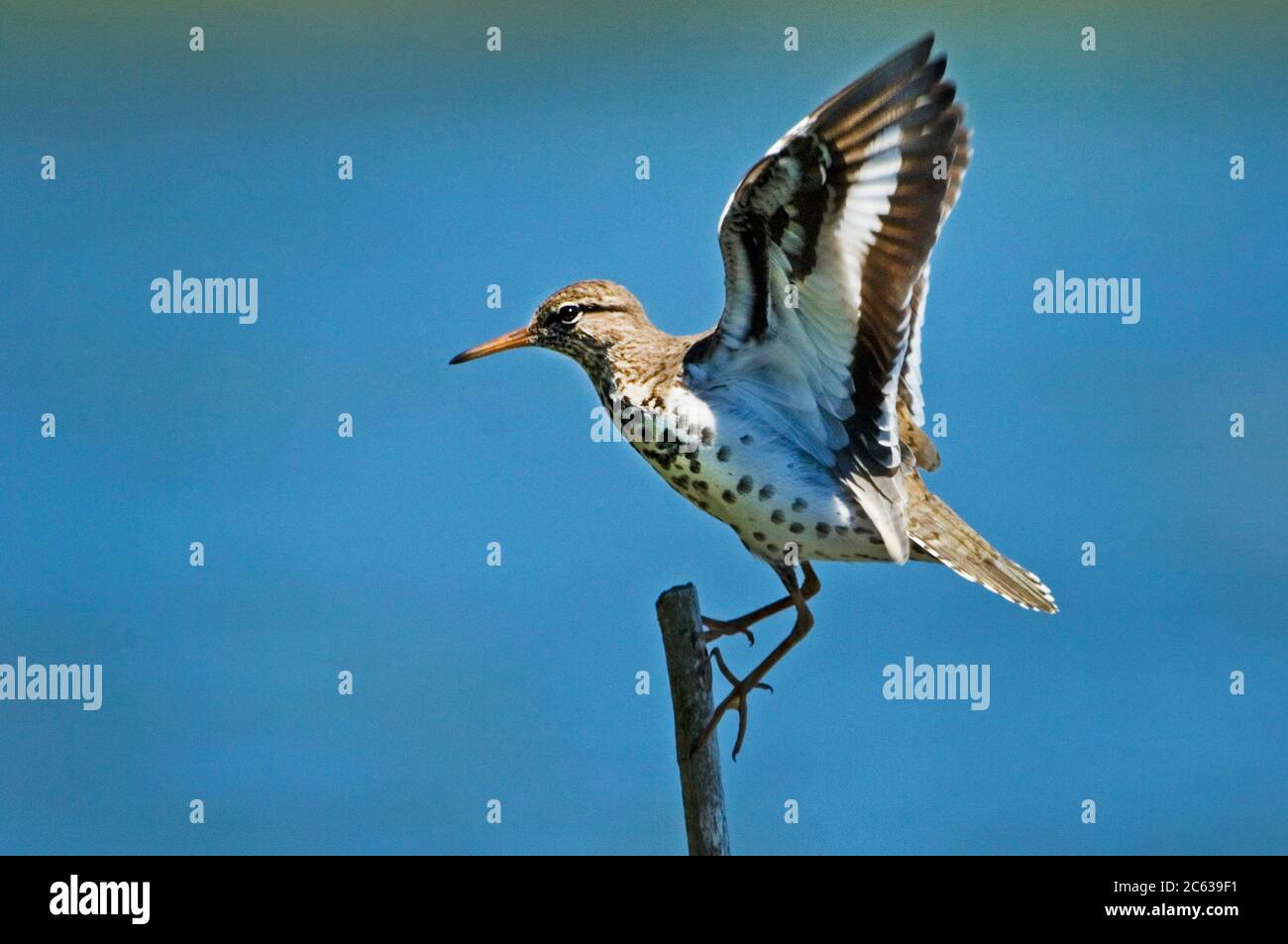 Spotted sandpiper landing Stock Photo - Alamy