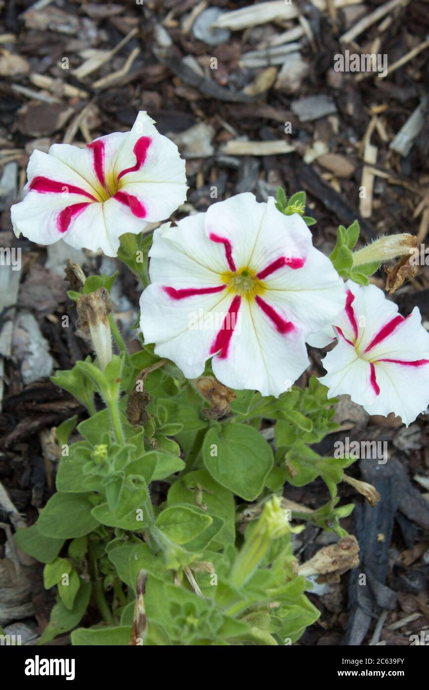 Red white petunia hi-res stock photography and images - Alamy