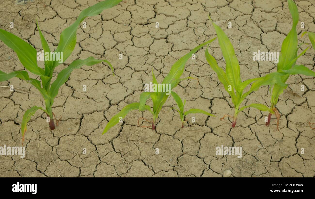 Very drought dry field land leaves with maize corn Zea mays, drying up ...