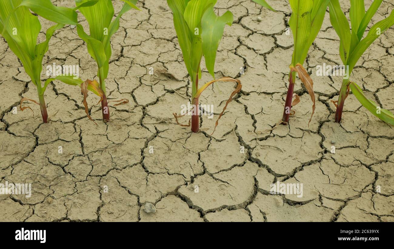 Very drought dry field land leaves with maize corn Zea mays, drying up ...