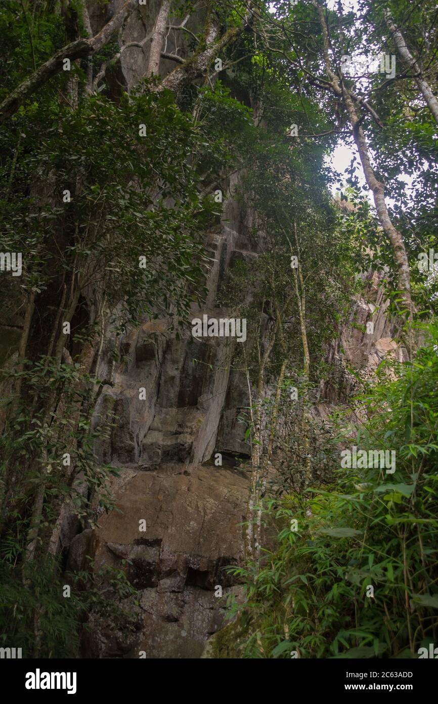 Atlantic rainforest brazil hi-res stock photography and images - Alamy