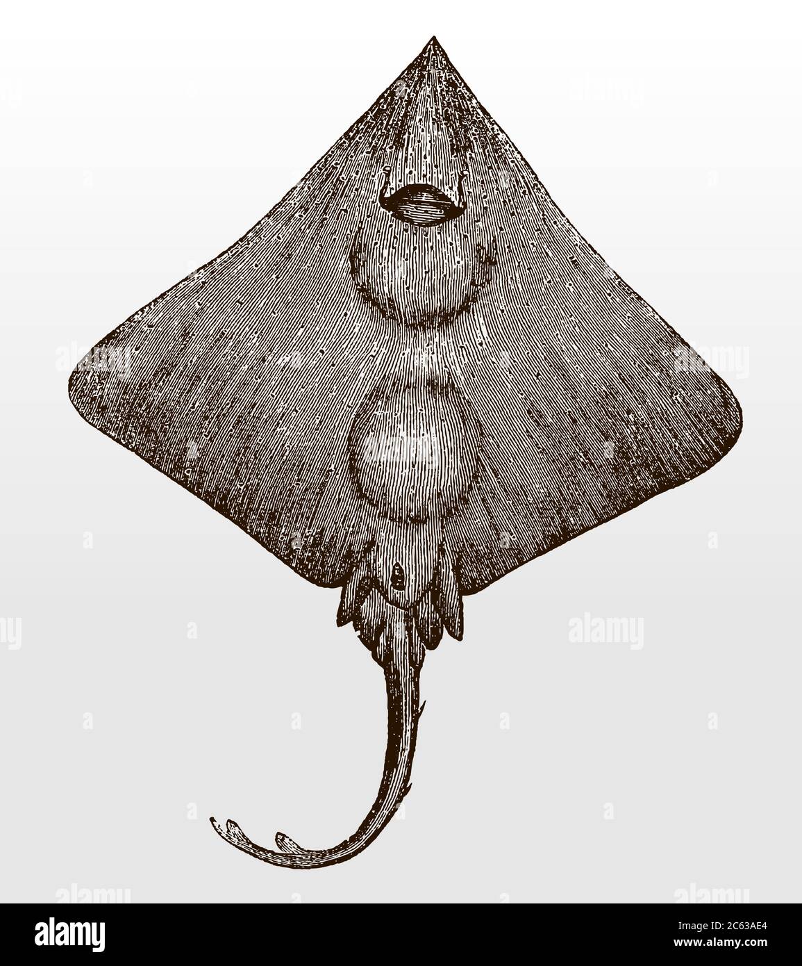 Common skate fish Stock Vector Images - Alamy