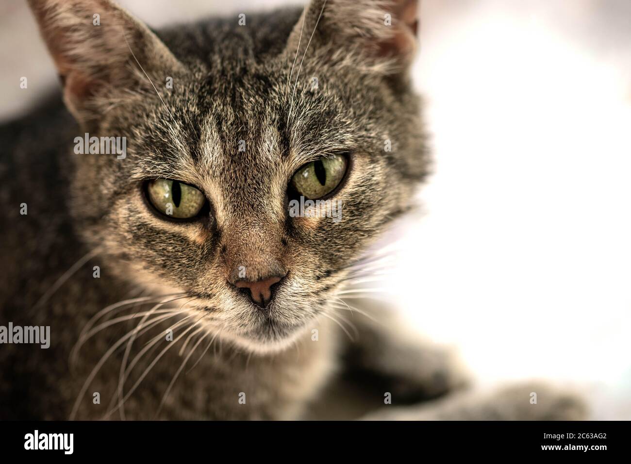 Cat face with beautiful eyes close up portrait, Beautiful feline cat at ...