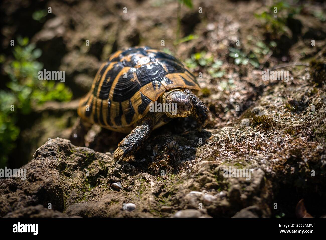 Wild turtle Testudo hermanni crawling on stone, Wild turtle found in ...