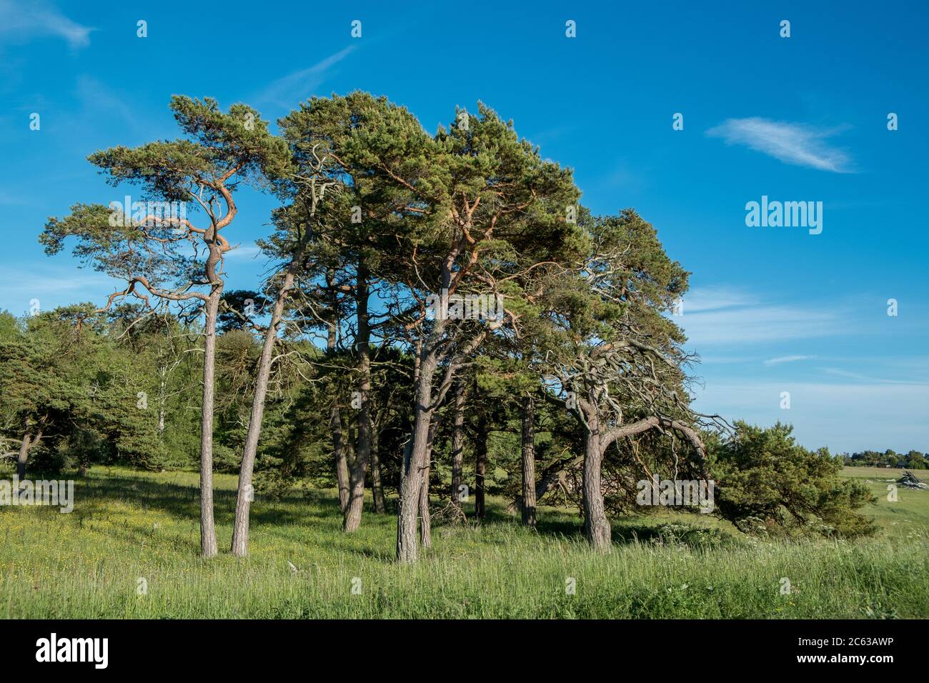 Island of gotland hi-res stock photography and images - Alamy